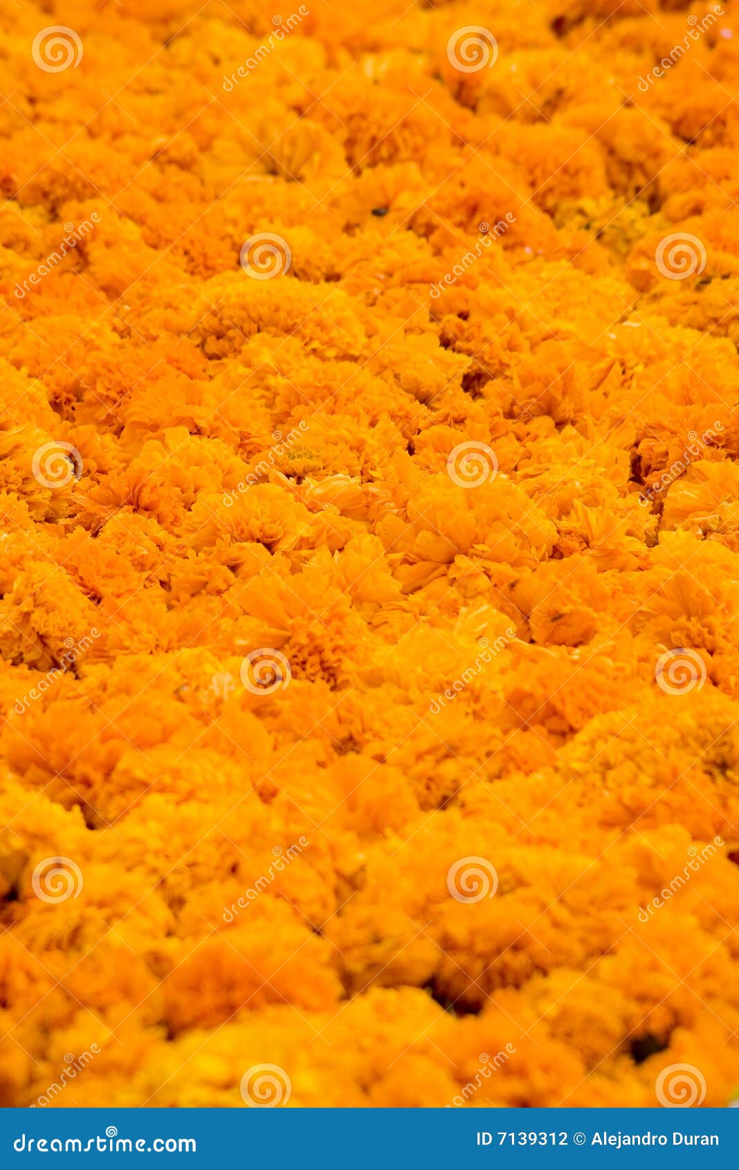 Cempasuchil flower stock photo. Image of blossom, flower - 7139312