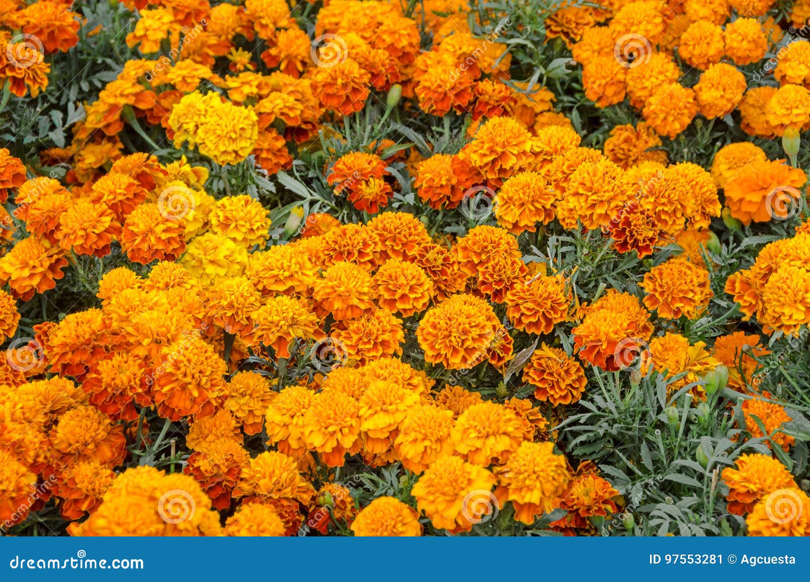 Cempasuchil flower field stock image. Image of blured - 97553281