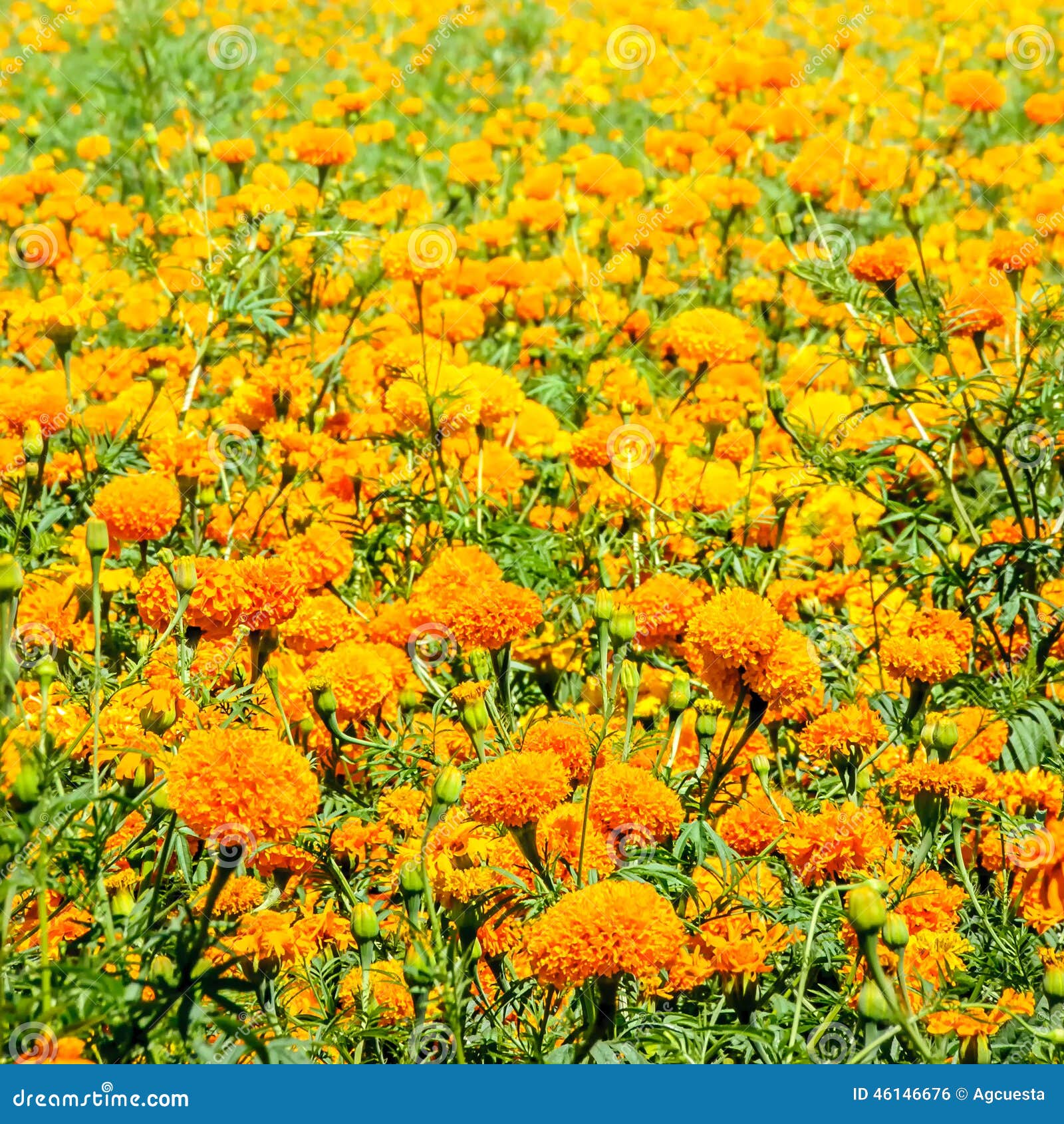 Cempasuchil flower field stock photo. Image of bloom - 46146676