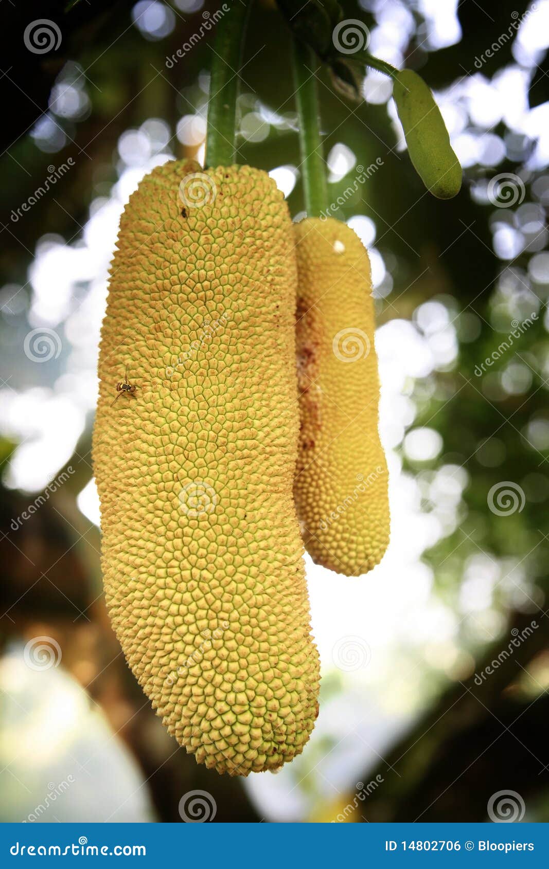 Cempedak stock photo. Image of jackfruit, nangka, malaysia - 14802706