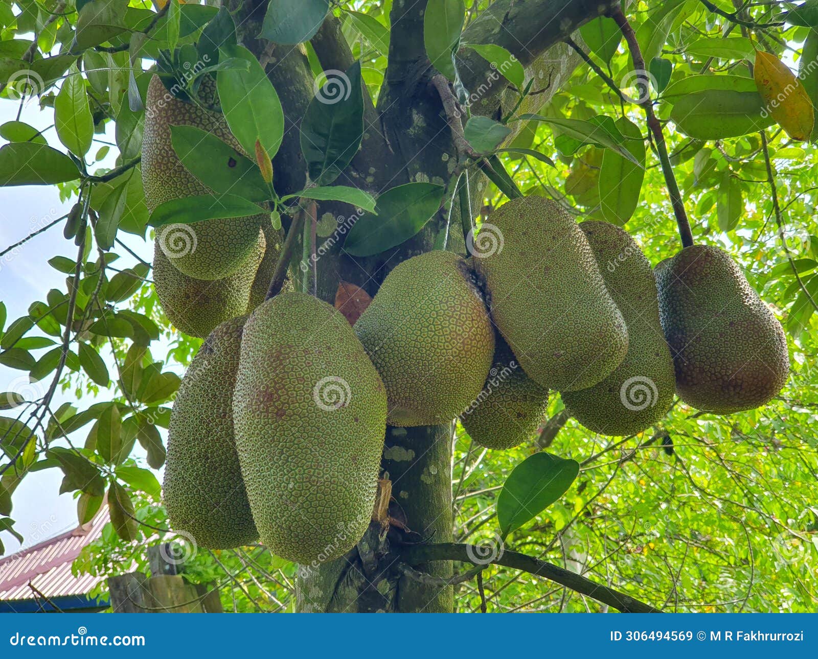 Cempedak, Artocarpus Integer, Exotic Fruit Similar To Jackfruit Stock ...