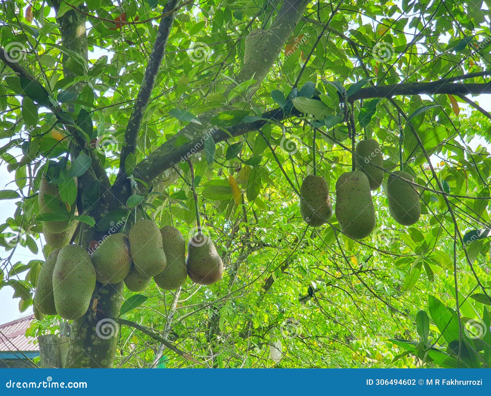 Cempedak, Artocarpus Integer, Exotic Fruit Similar To Jackfruit Stock ...