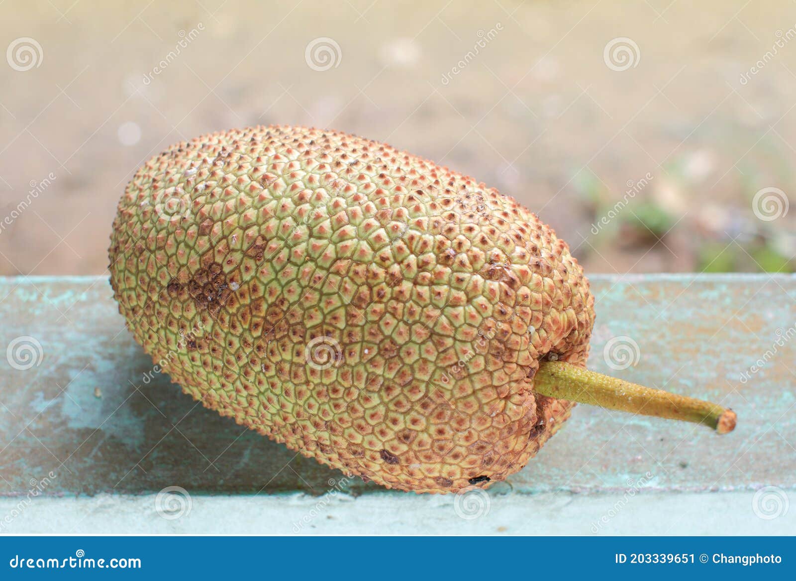 Cempedak or Artocarpus Integer and Same Genus As Breadfruit and ...