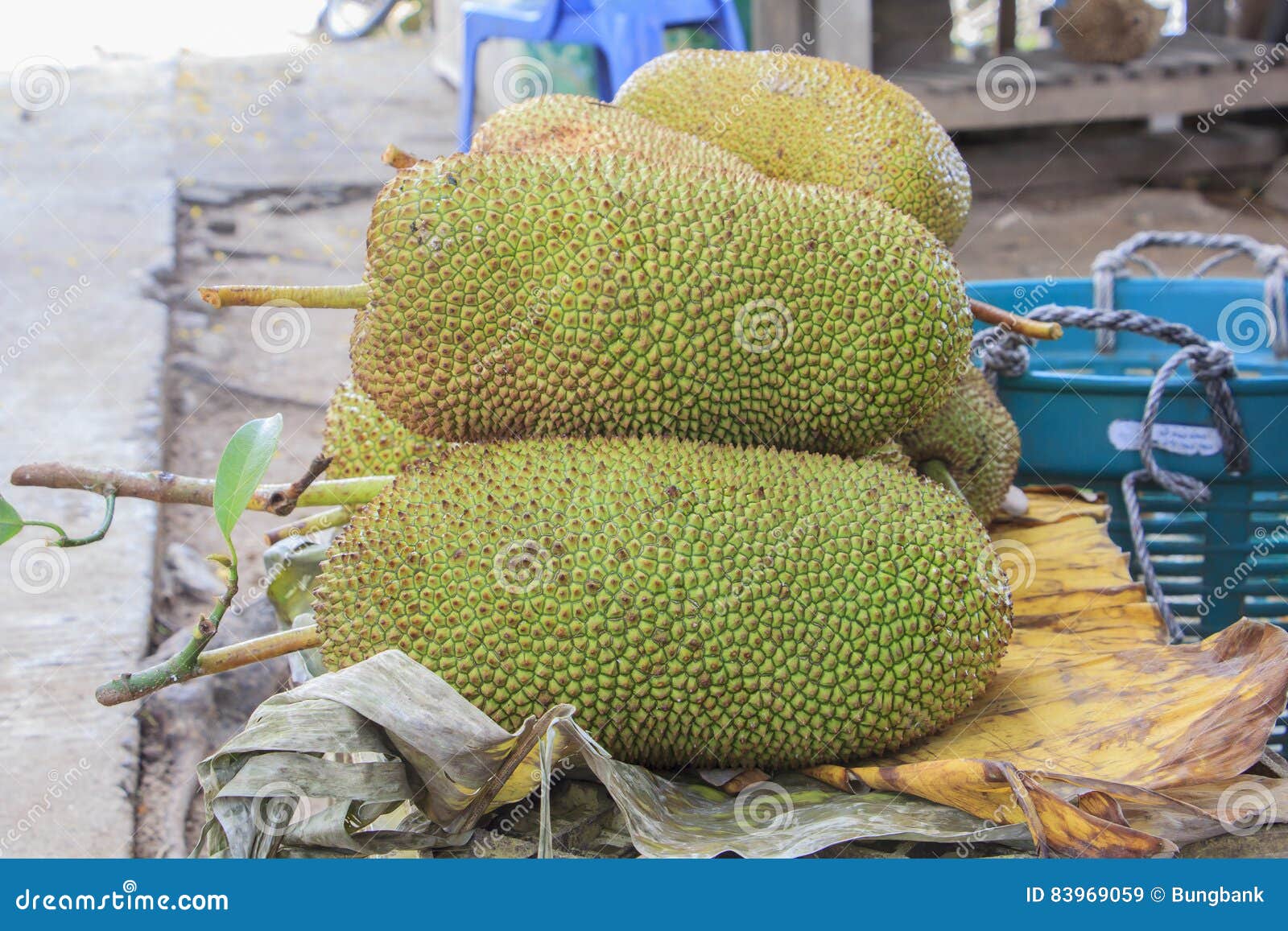 Cempedak or Artocarpus Integer, is Same Genus As Jackfruit. Stock Image ...