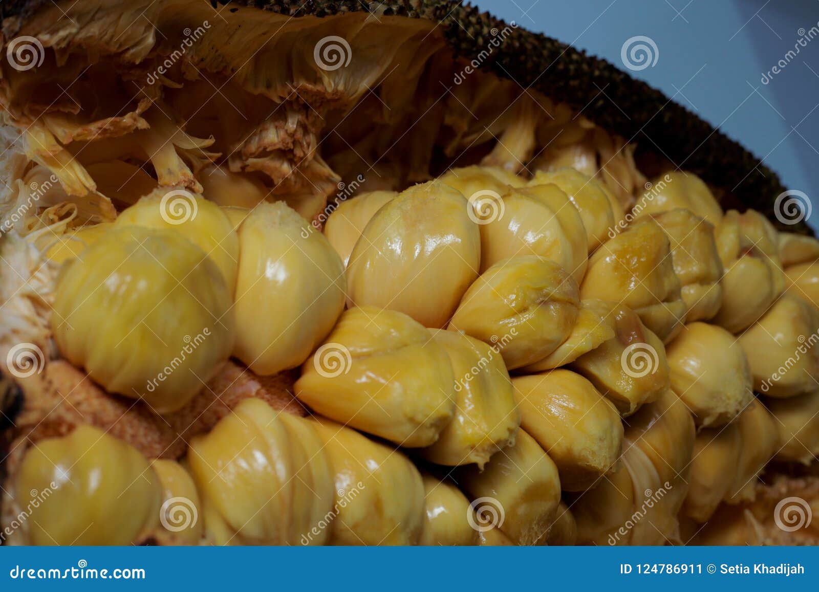 Cempedak fruit stock image. Image of view, fruit, cempedak - 124786911