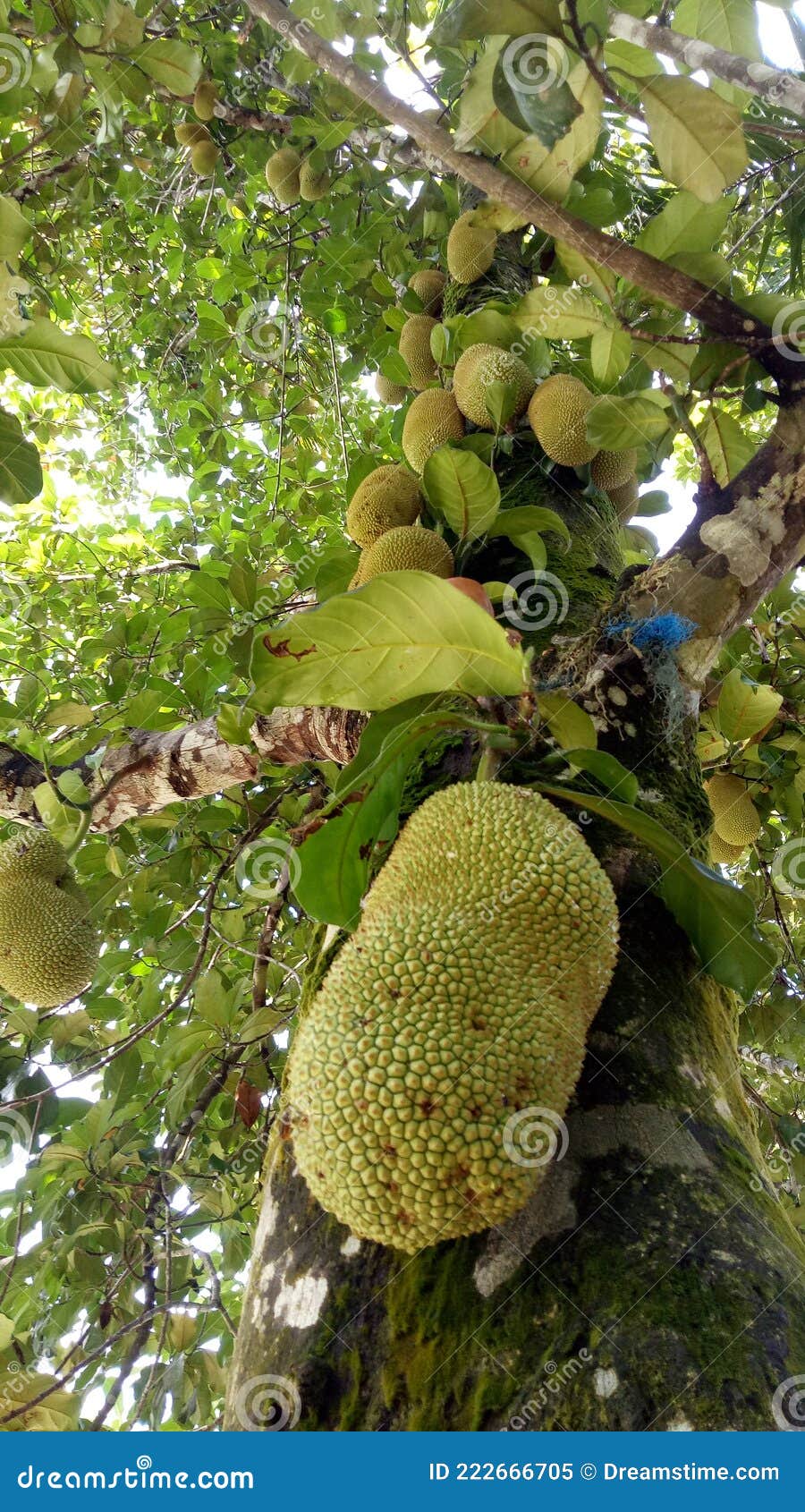 Cempedak Fruit Comes from Indonesia Stock Image - Image of jungle ...