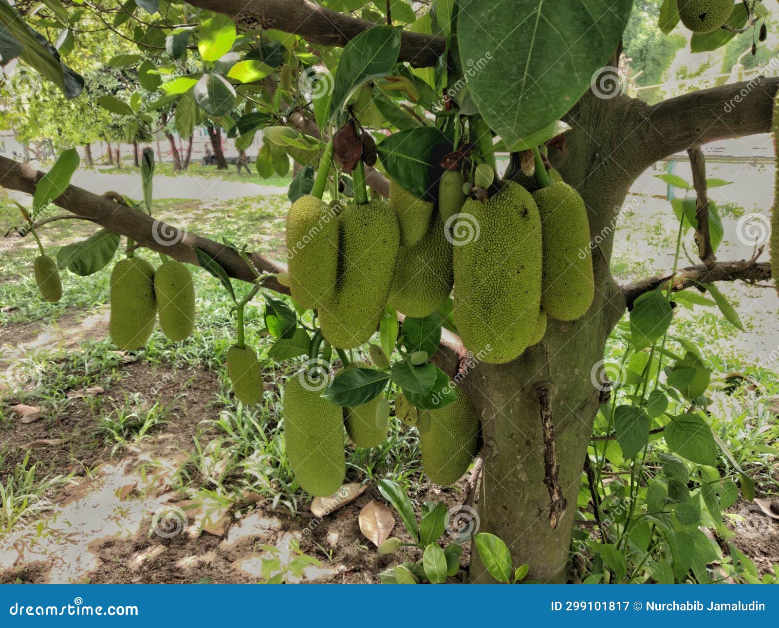 Cempedak fruit on the tree stock image. Image of agriculture - 299101817