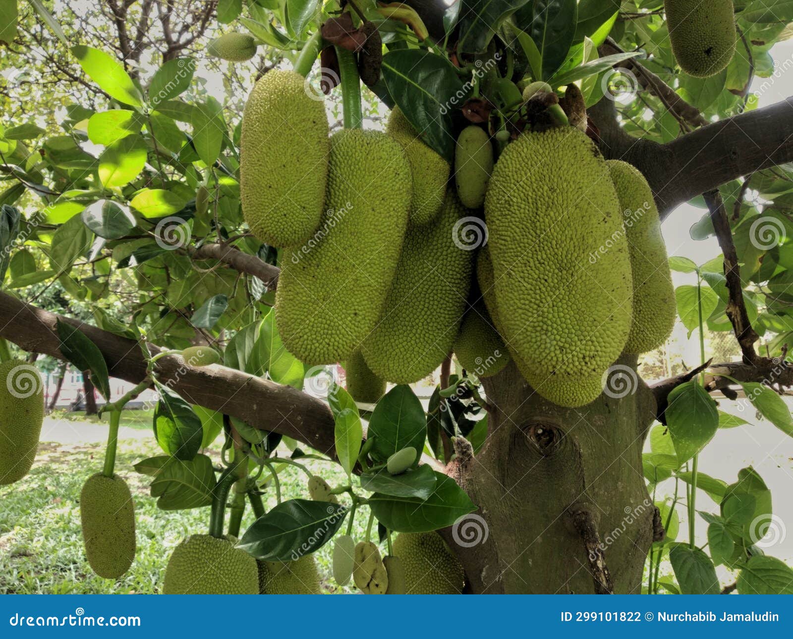 Cempedak fruit on the tree stock photo. Image of flesh - 299101822