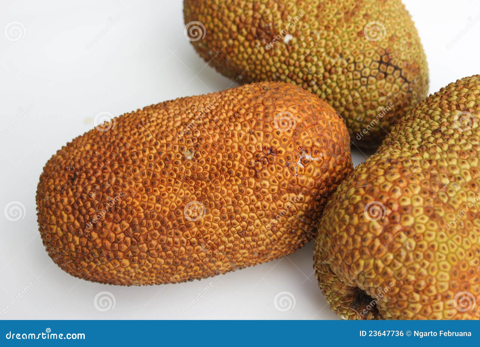 Cempedak Fruits stock photo. Image of fruit, asia, cempedak - 23647736