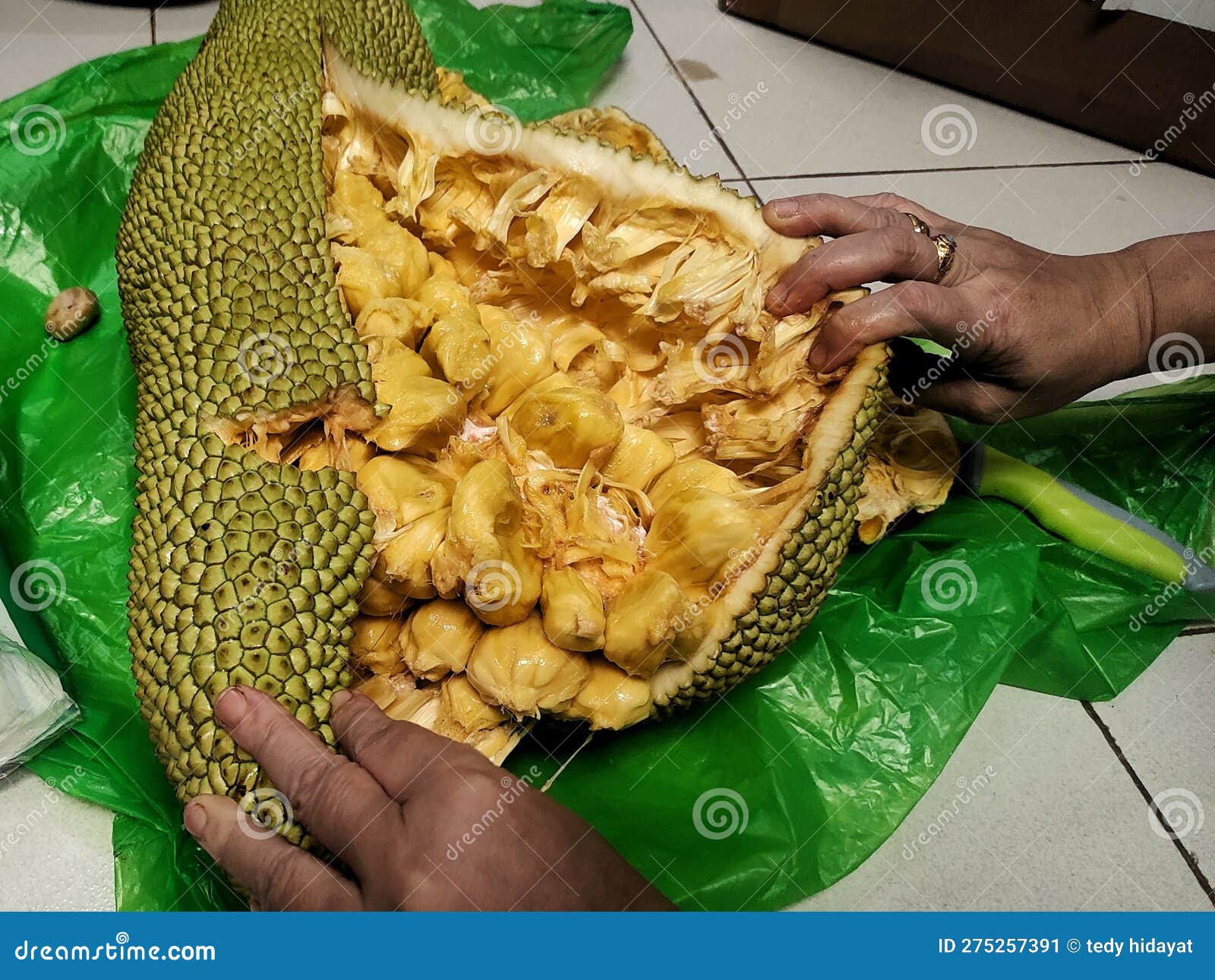 Cempedak Tree Similar To Jackfruit Stock Image - Image of jack ...