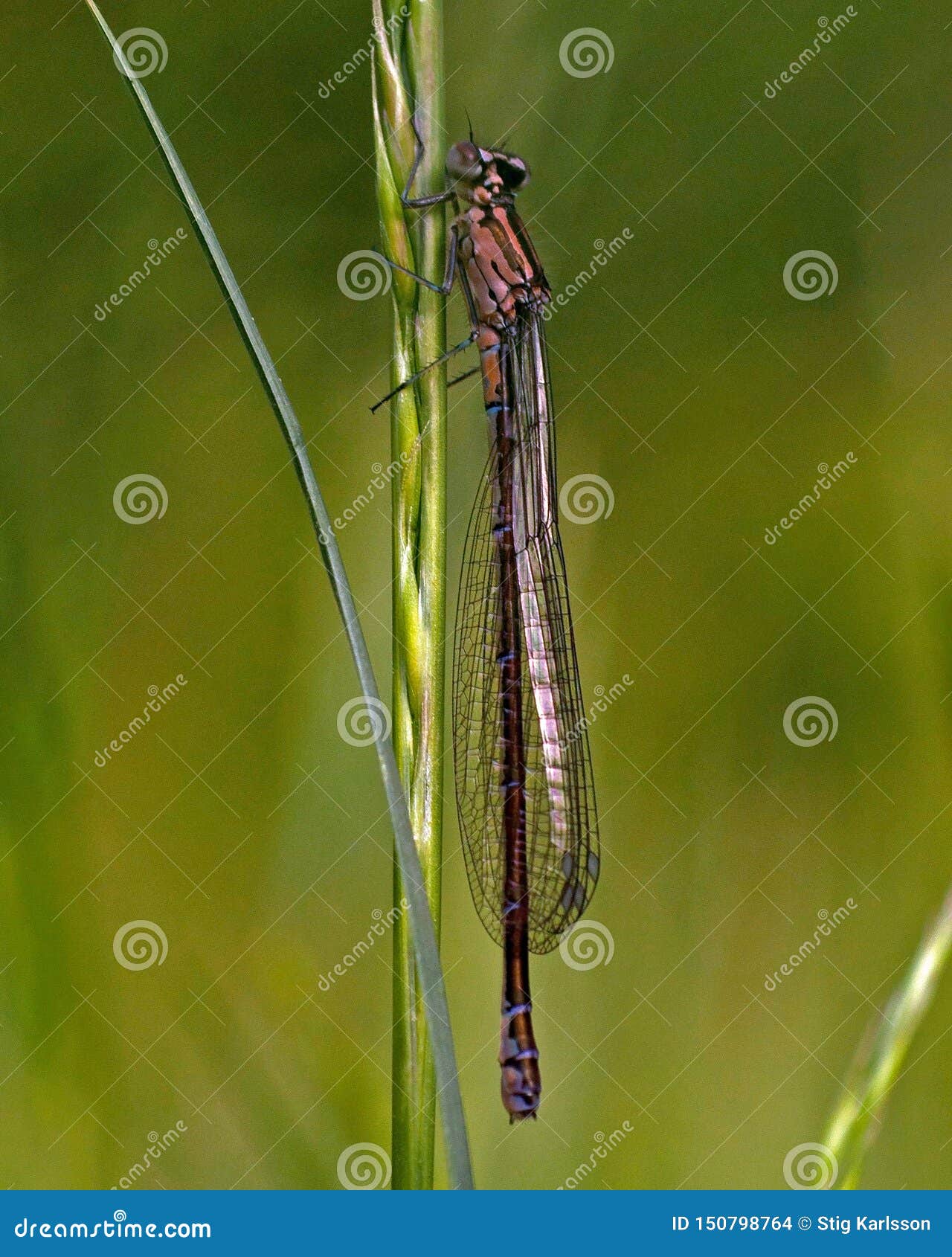 Coenagrion Pulchellum, Variable Damselfly Stock Photo - Image of ...