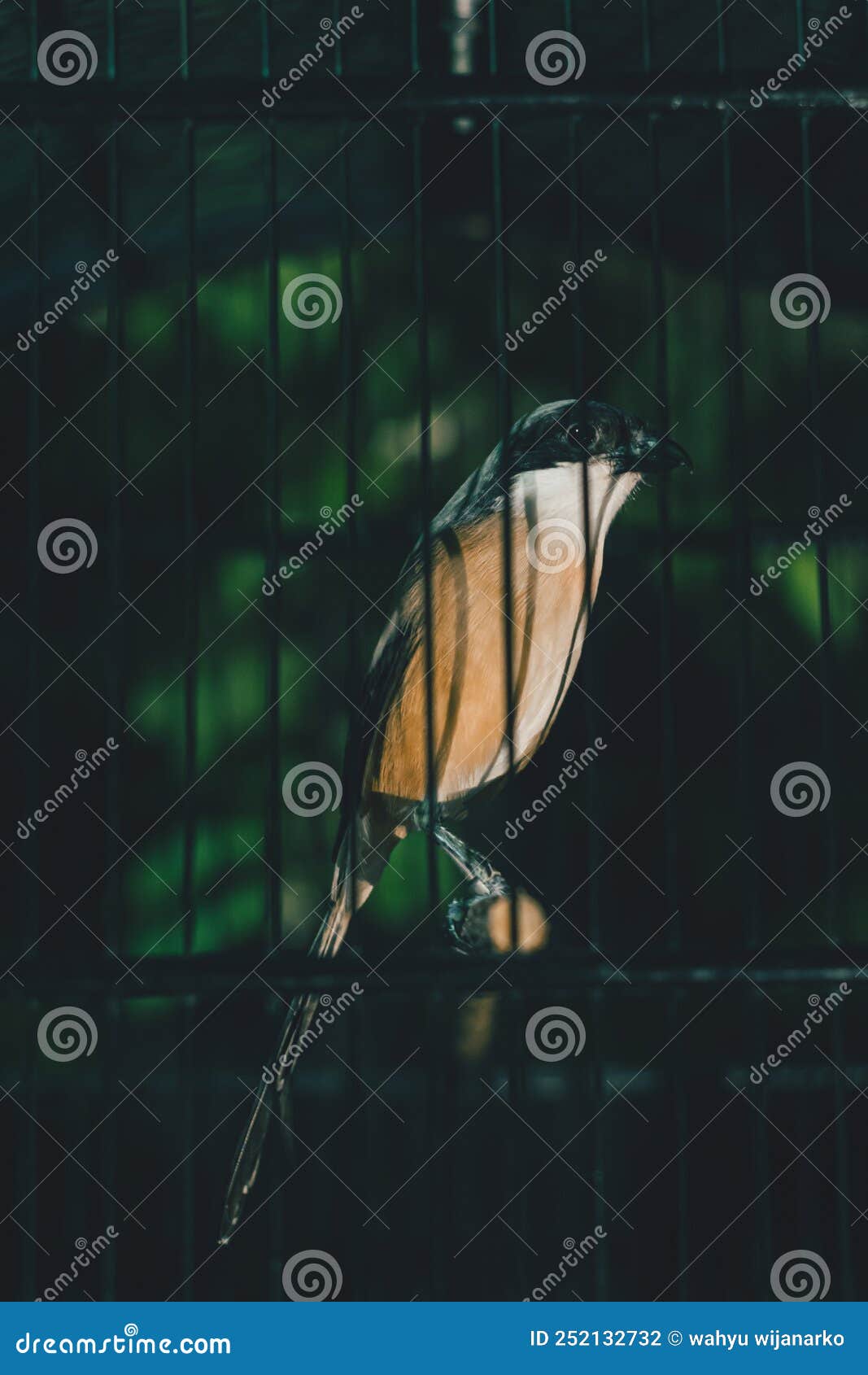 Cendet Stock Illustrations – 2 Cendet Stock Illustrations, Vectors ...