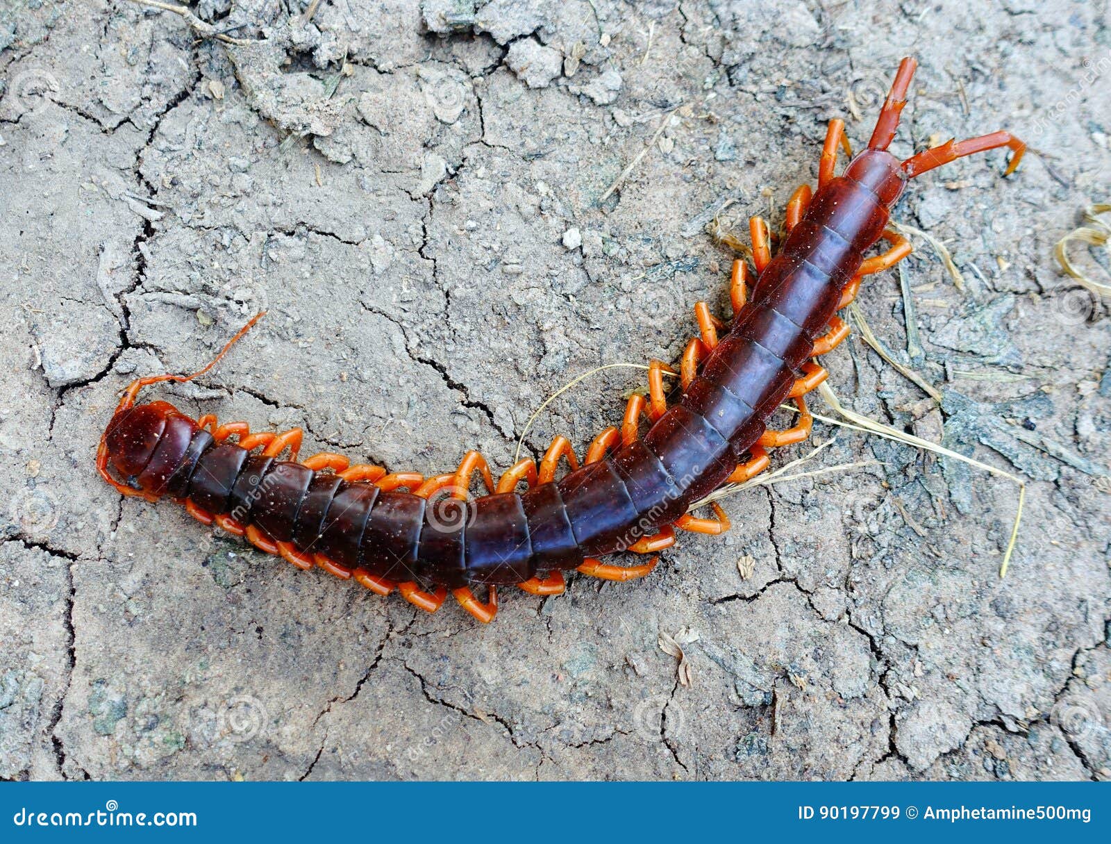 3,024 Centipede Fotos - Fotos de Stock Gratuitas e Fotos Royalty-Free ...