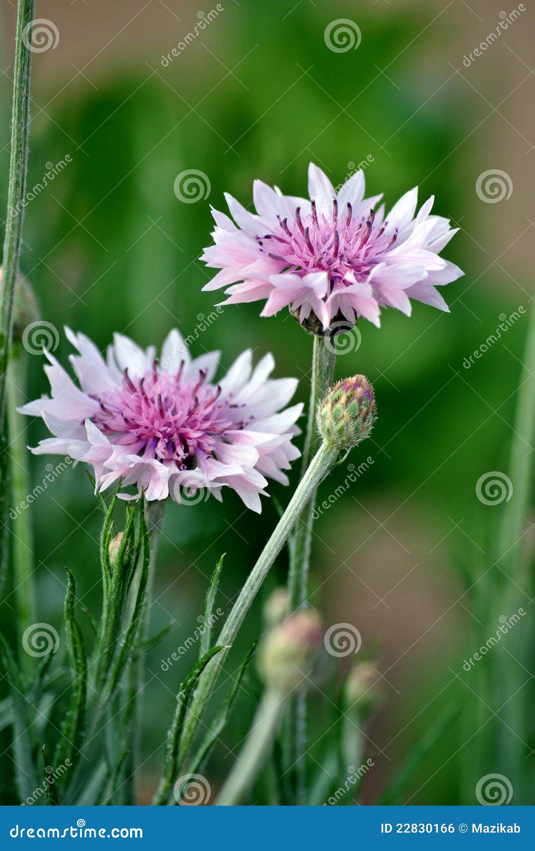 Centaurea stock photo. Image of jagged, flowering, pollen - 22830166