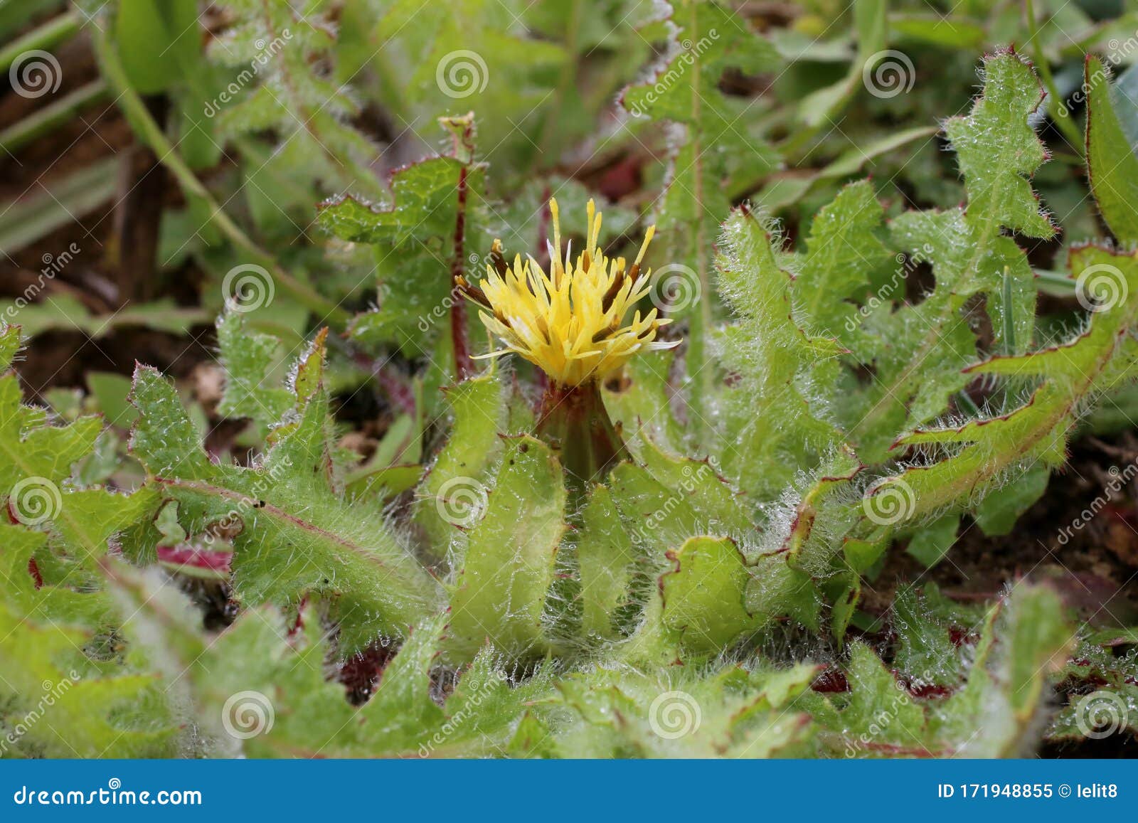 Centaurea Benedicta, Blessed Thistle - Wild Plant Stock Image - Image ...
