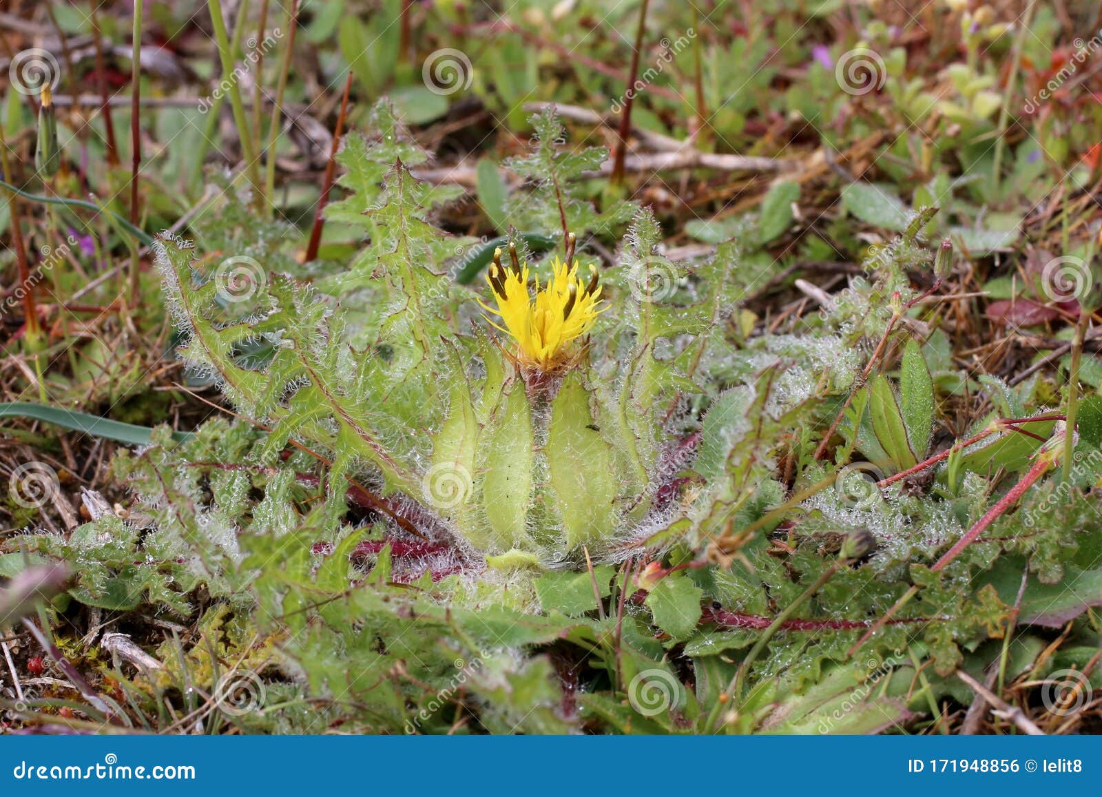Centaurea Benedicta, Blessed Thistle - Wild Plant Stock Photo - Image ...