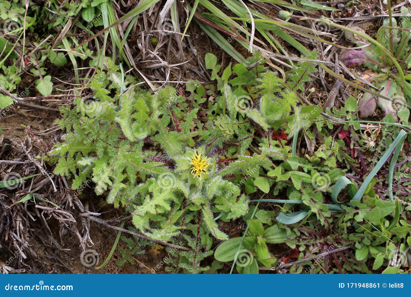 Centaurea Benedicta, Blessed Thistle - Wild Plant Stock Image - Image ...