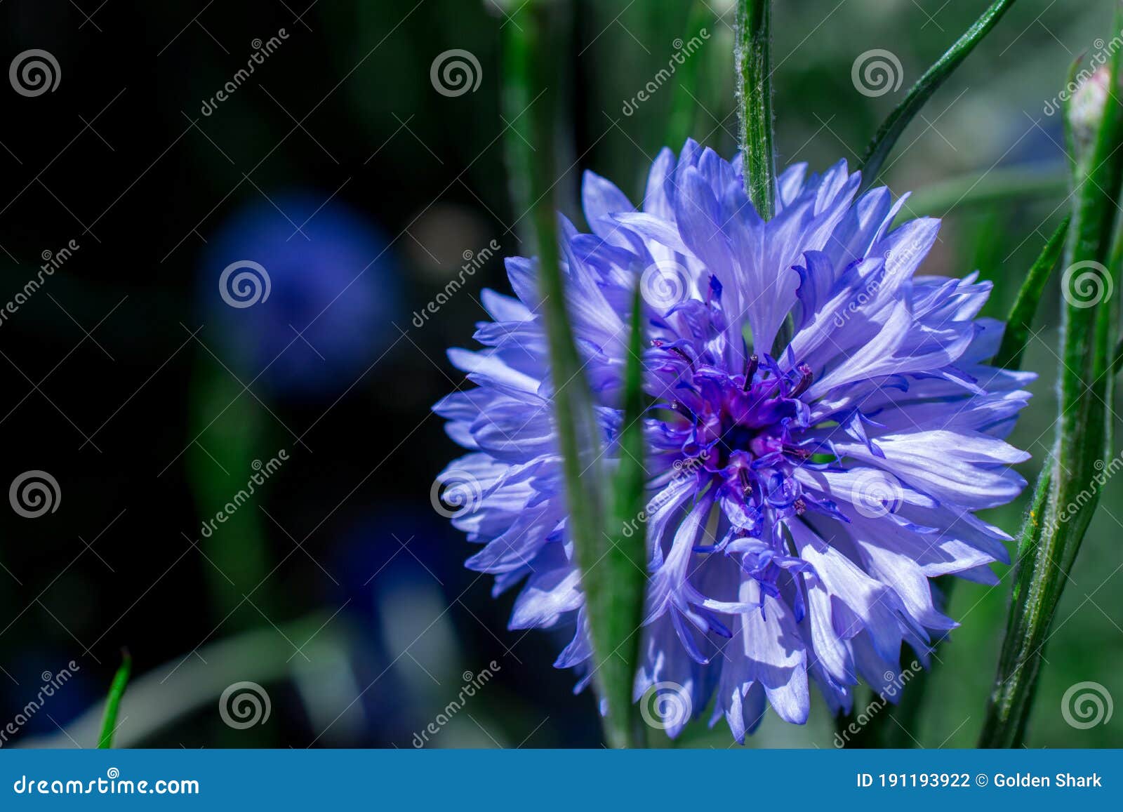 Centaurea Cyanus Cornflowers Beautiful Blue Flowers Stock Photo - Image ...