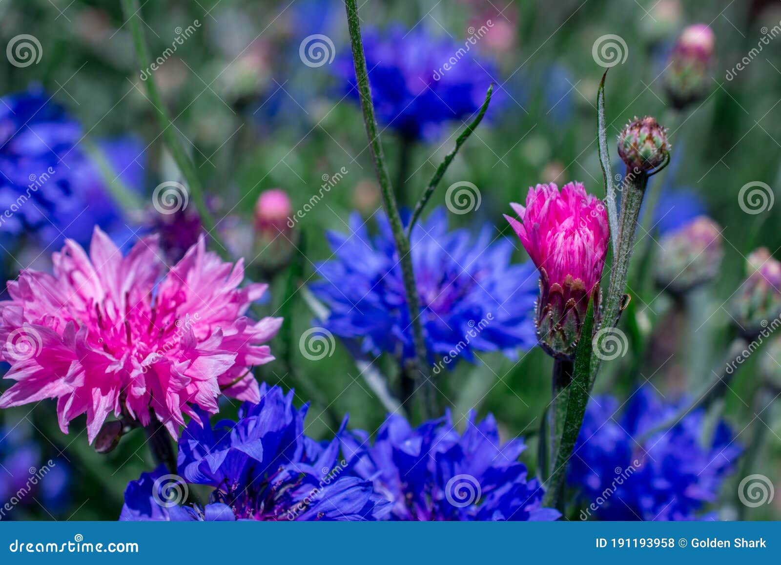 Centaurea Cyanus Cornflowers Beautiful Blue Flowers Stock Photo - Image ...
