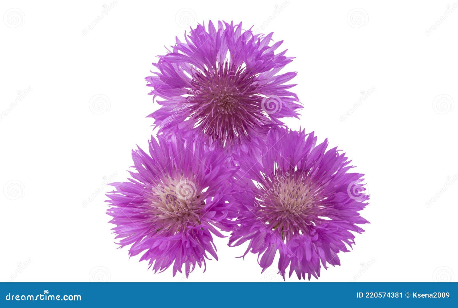 Centaurea flower isolated stock image. Image of beauty - 220574381
