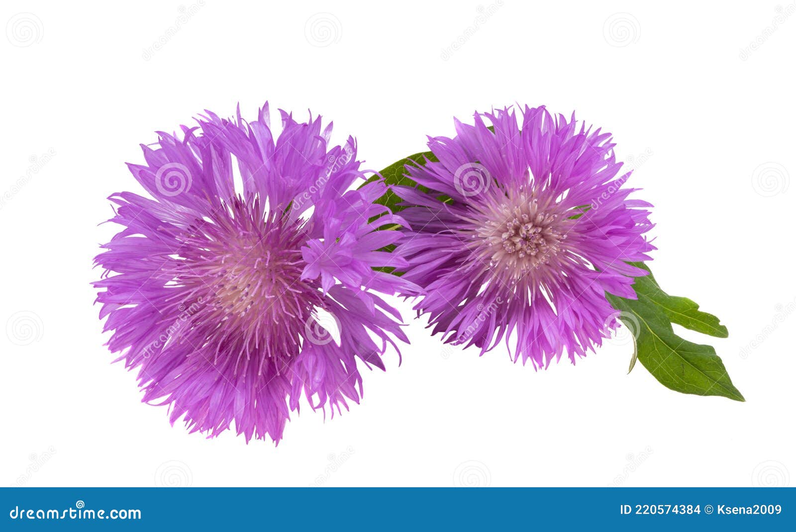 Centaurea flower isolated stock photo. Image of cyanus - 220574384