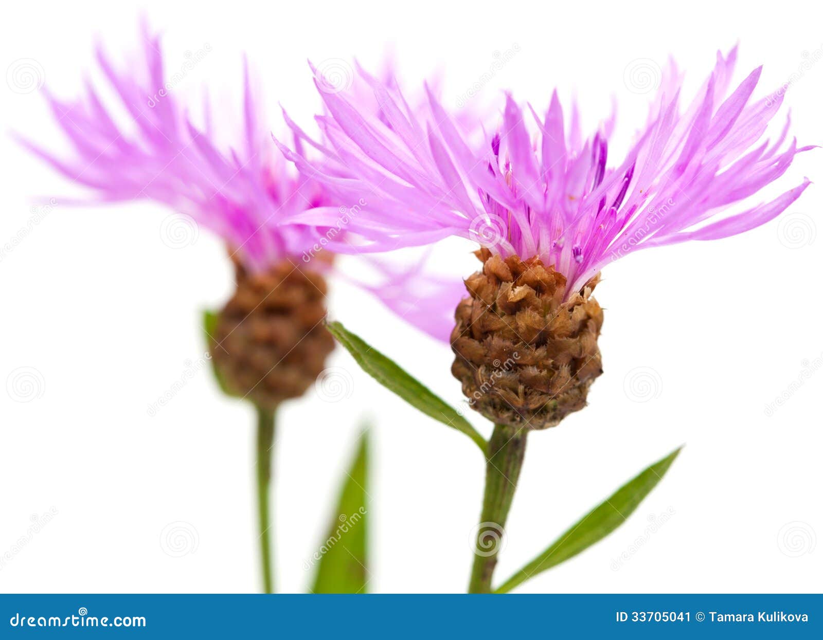 Centaurea Flowers Isolated on White Background Stock Image - Image of ...