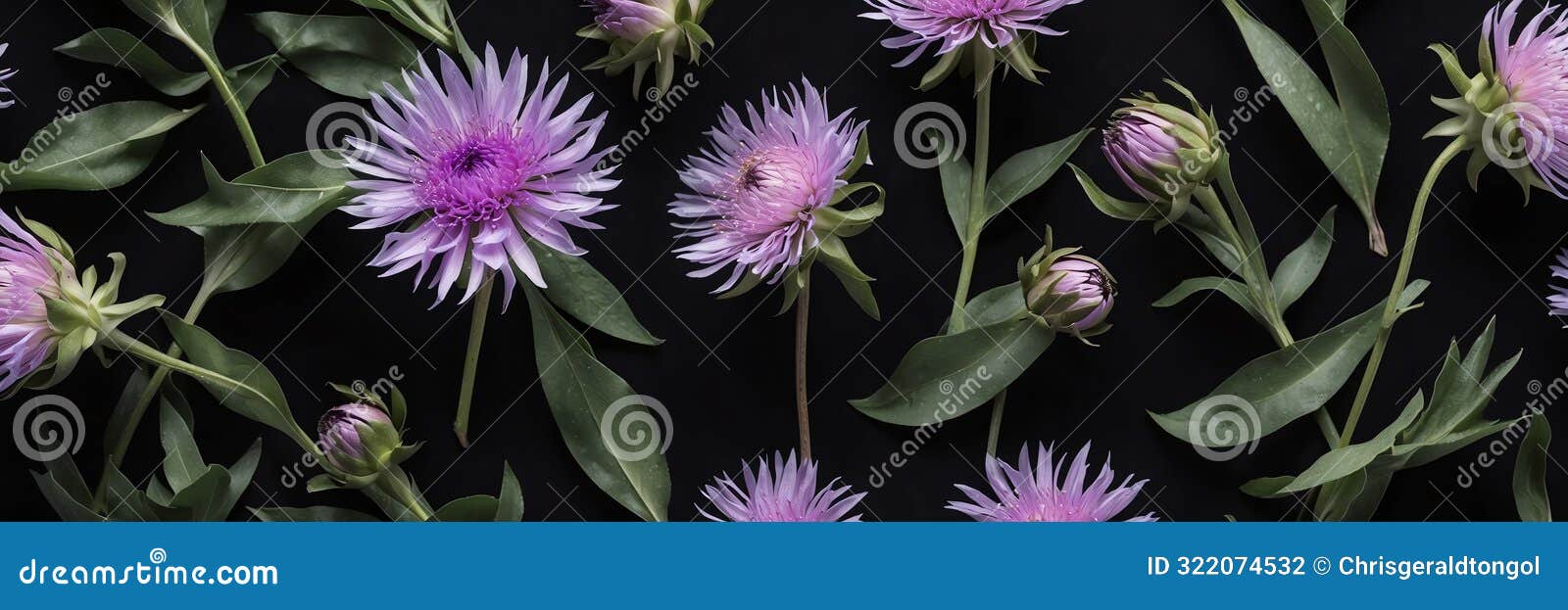 Centaurea Flowers and Leaves on Plain Black Ai Generated Stock ...