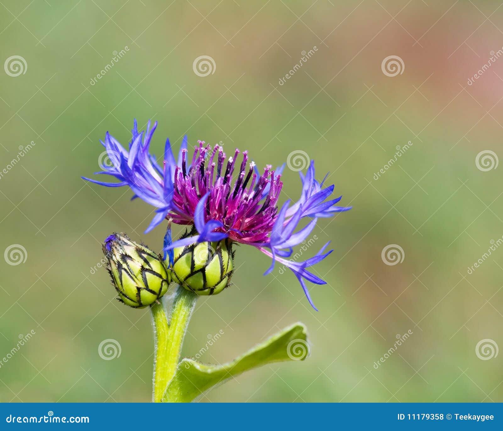 Centaurea montana stock photo. Image of plant, species - 11179358