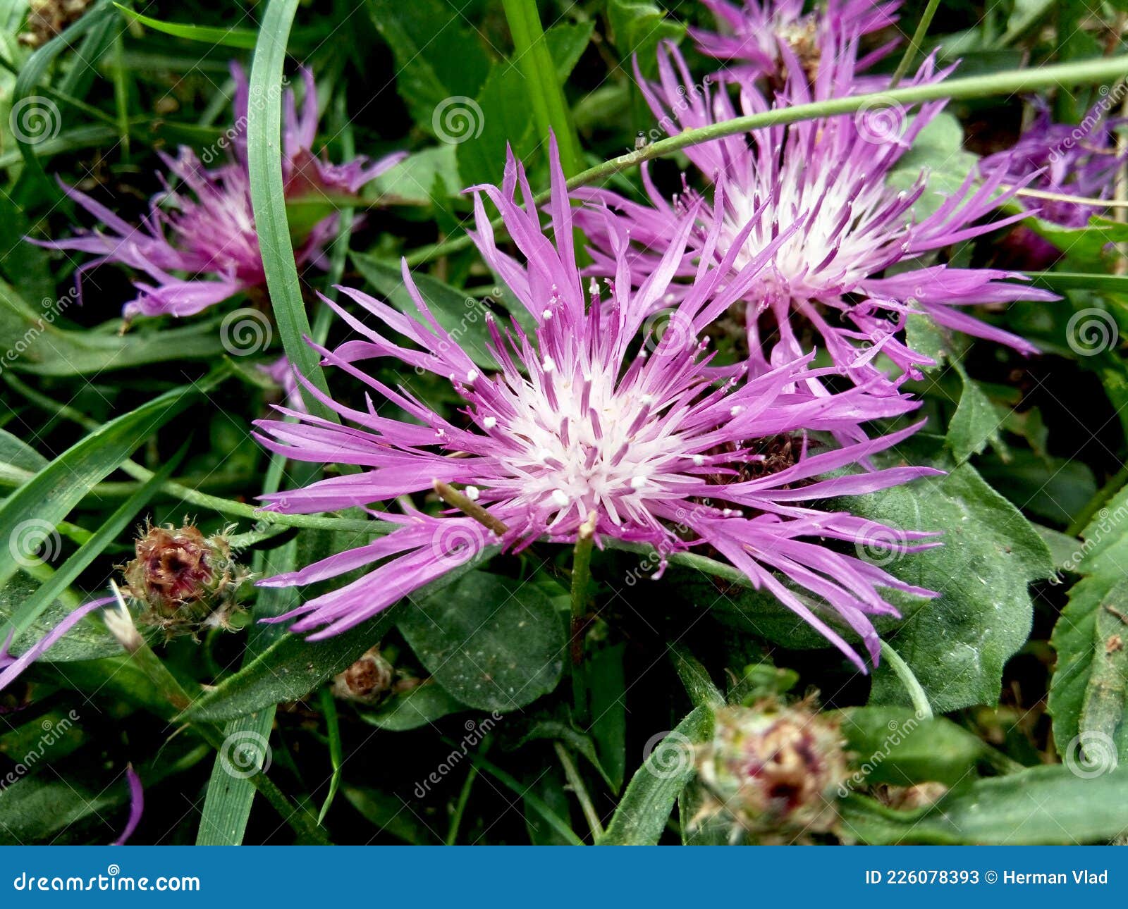 Centaurea Napifolia Flowers in the Grass Stock Image - Image of ...