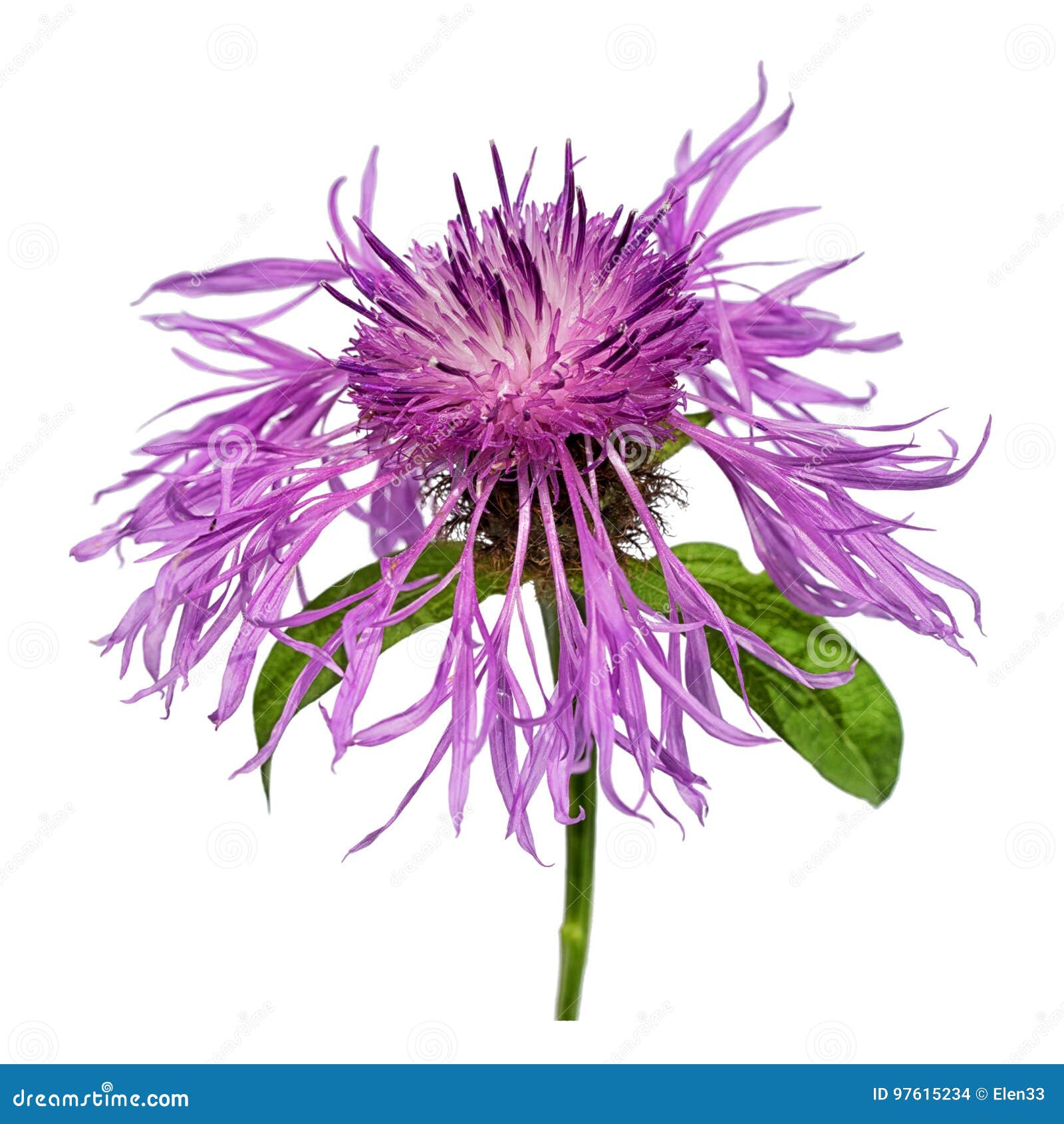 Centaurea stock photo. Image of bloom, closeup, flower - 97615234