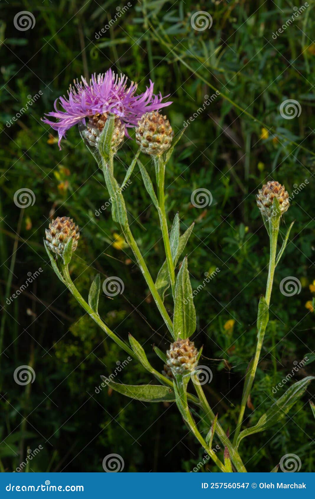 Centaurea Scabiosa Subsp. Apiculata Centaurea Apiculata Compositae ...