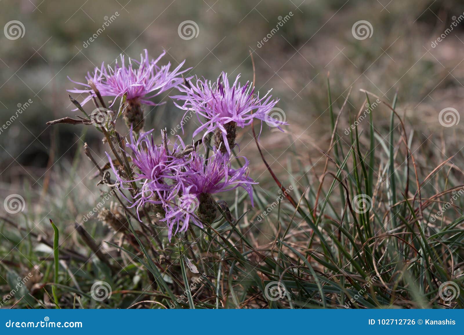 Centaurea stoebe stock photo. Image of outdoors, nature - 102712726