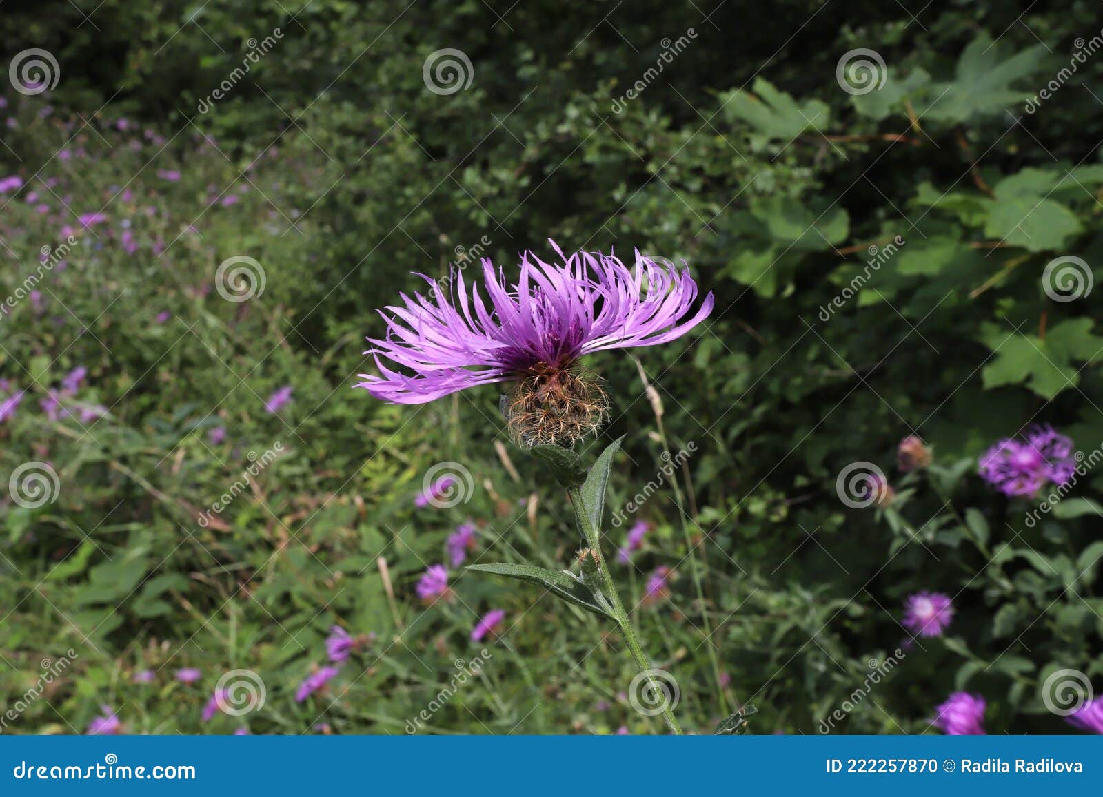 Centaurea Stoebe Spotted Knapweed Blossom Stock Photo - Image of ...
