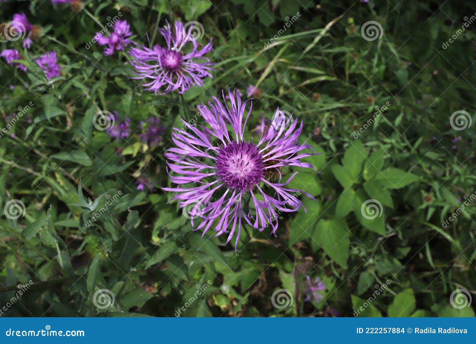 Centaurea Stoebe Spotted Knapweed Blossom Stock Photo - Image of nature ...