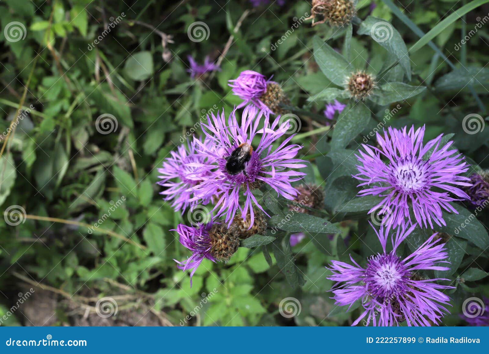 Centaurea Stoebe Spotted Knapweed and a Bumble Bee Stock Image - Image ...