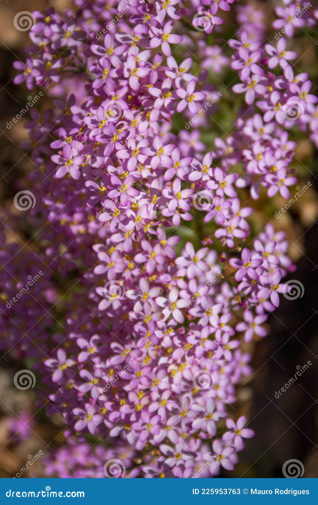 Centaurium Erythraea Flower Stock Image - Image of beautiful, erythraea ...