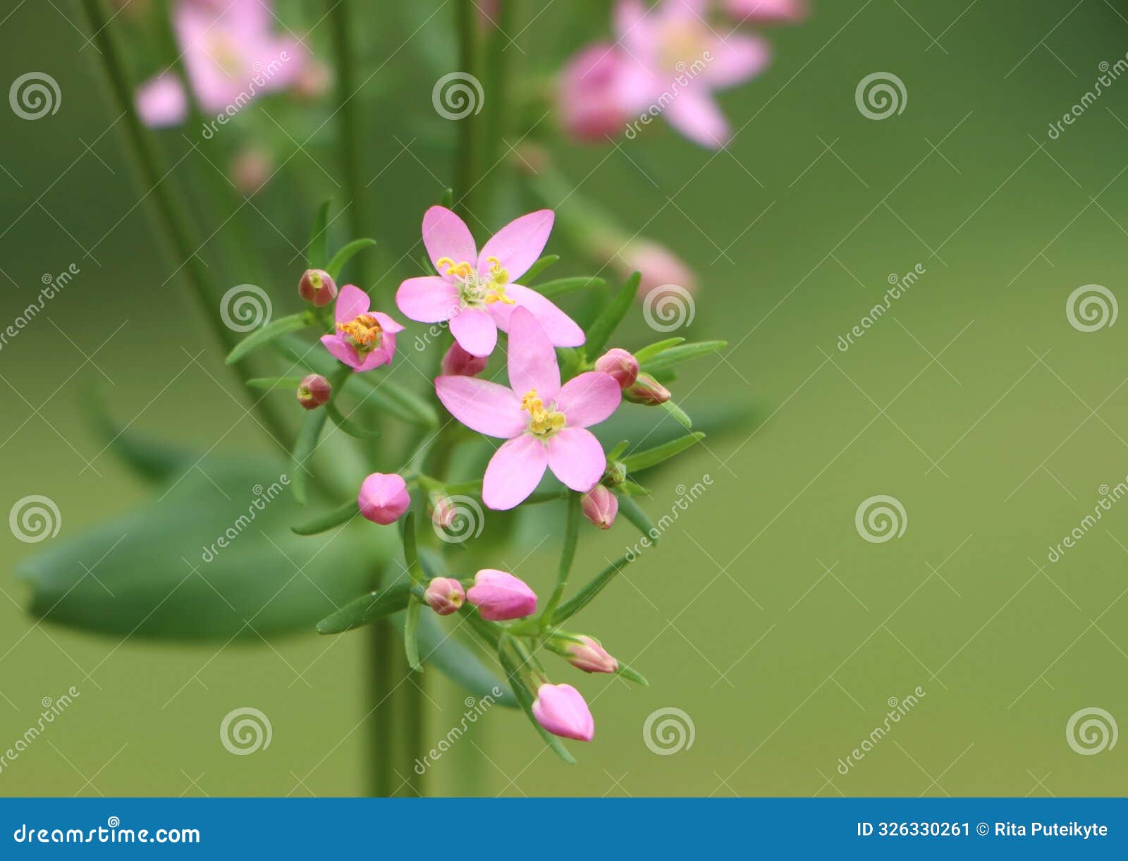 Centaurium Erythraea (common Centaury) Stock Image - Image of ...