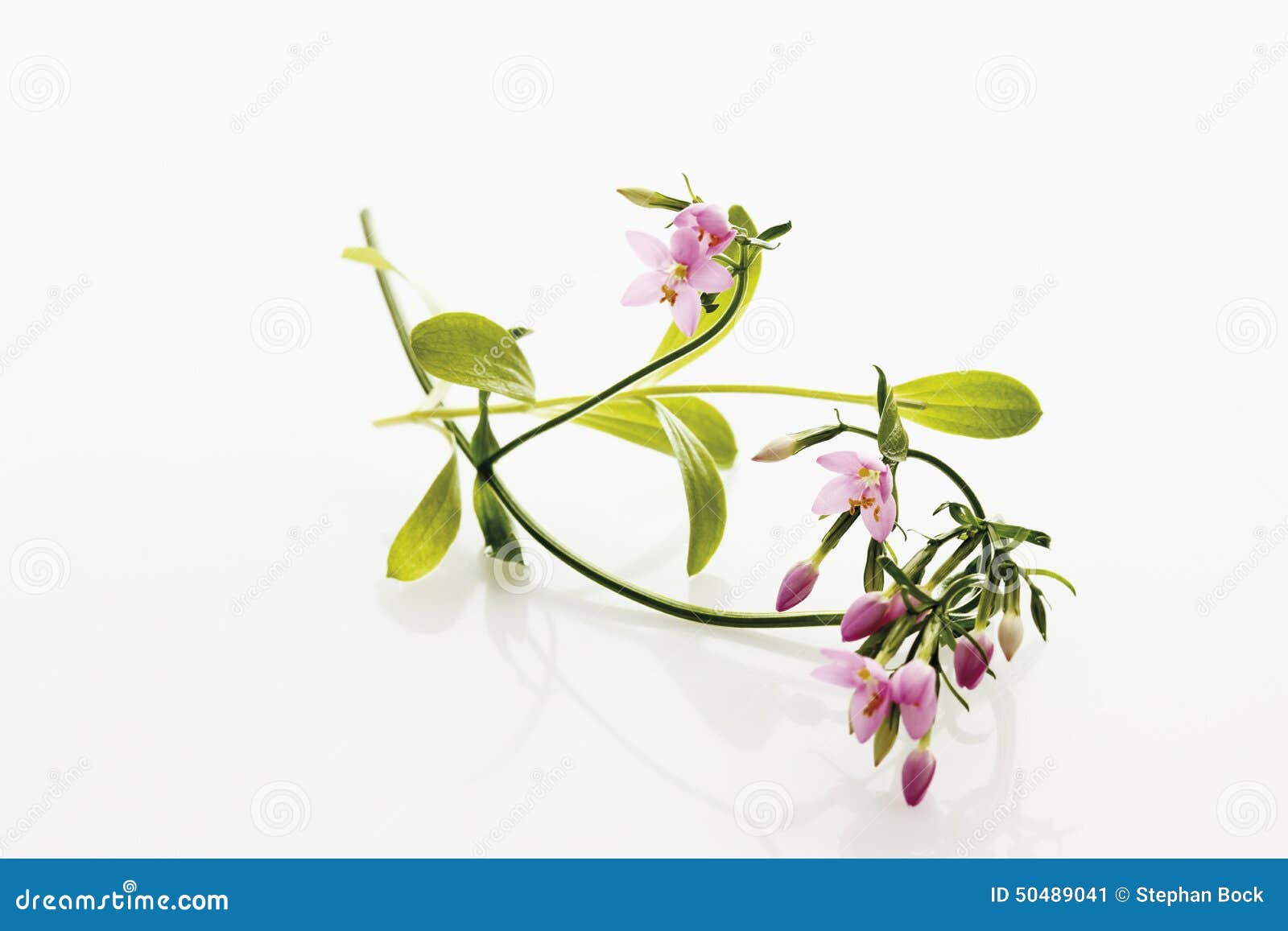 Centaurium flowers stock image. Image of pistil, closeup - 50489041