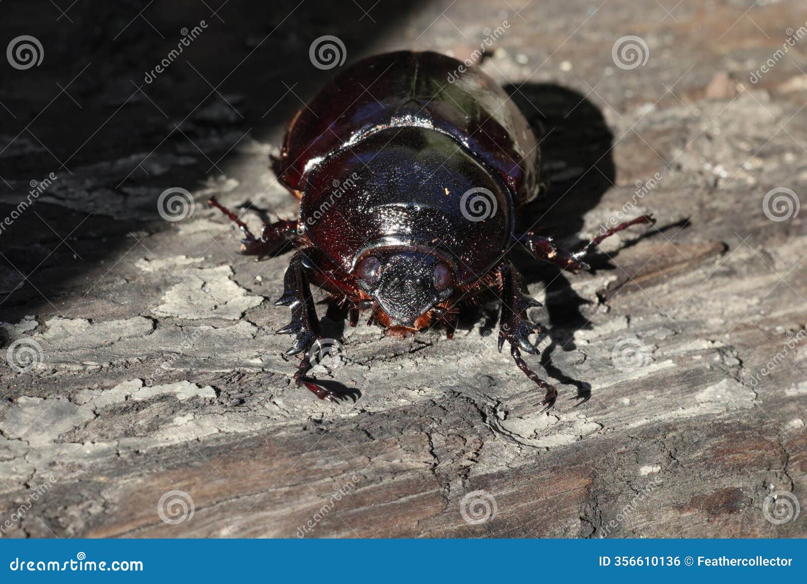 Centaurus Beetle (Augosoma Centaurus) Close Up Stock Photo - Image of ...