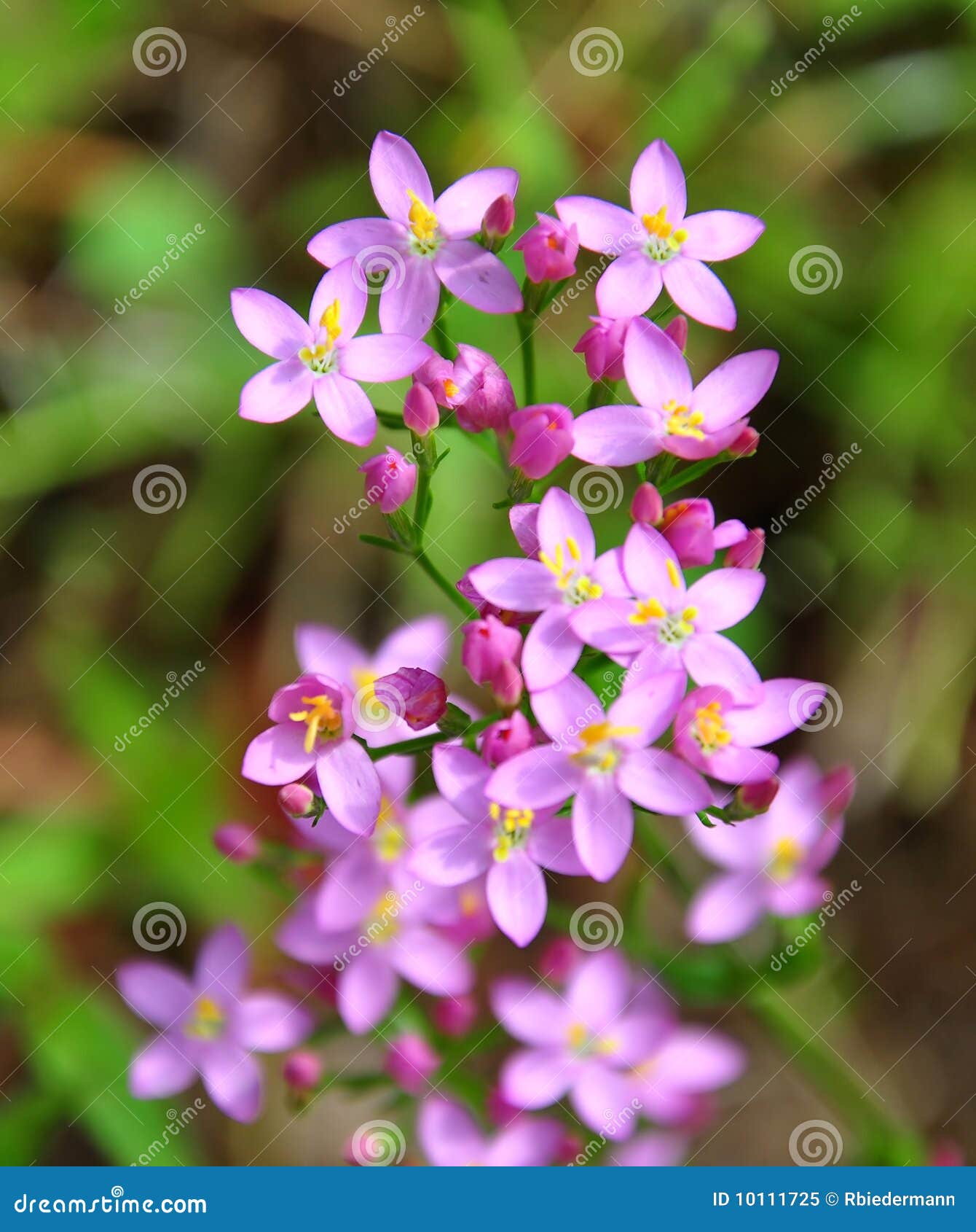 Centaury (Centaurium Erythraea) Stock Image - Image of pink, flora ...