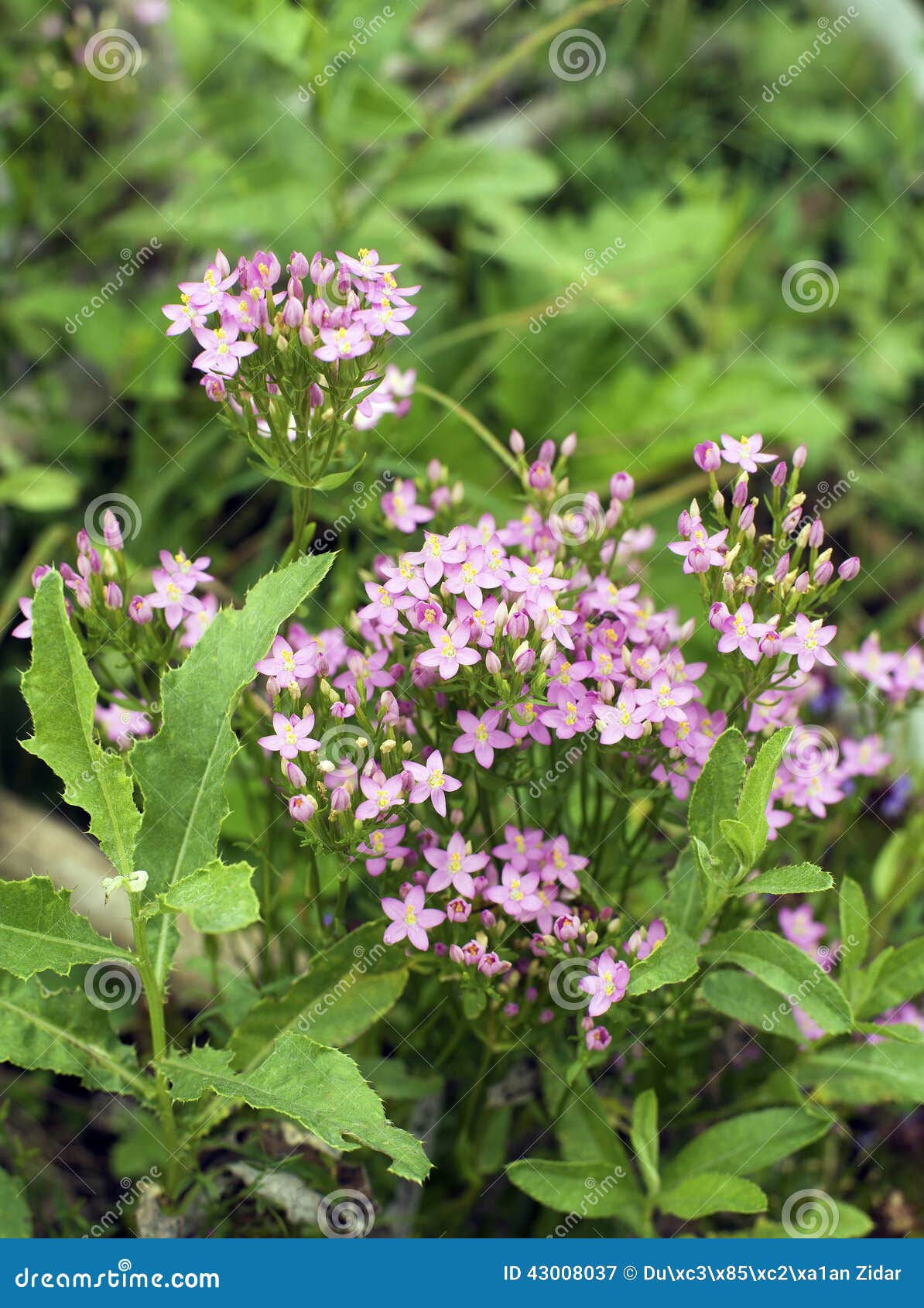 Centaury stock image. Image of beautiful, small, wild - 43008037