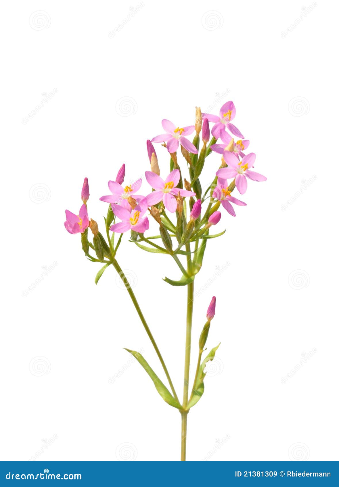 Centaury Común (erythraea Del Centaurium) Imagen de archivo - Imagen de ...