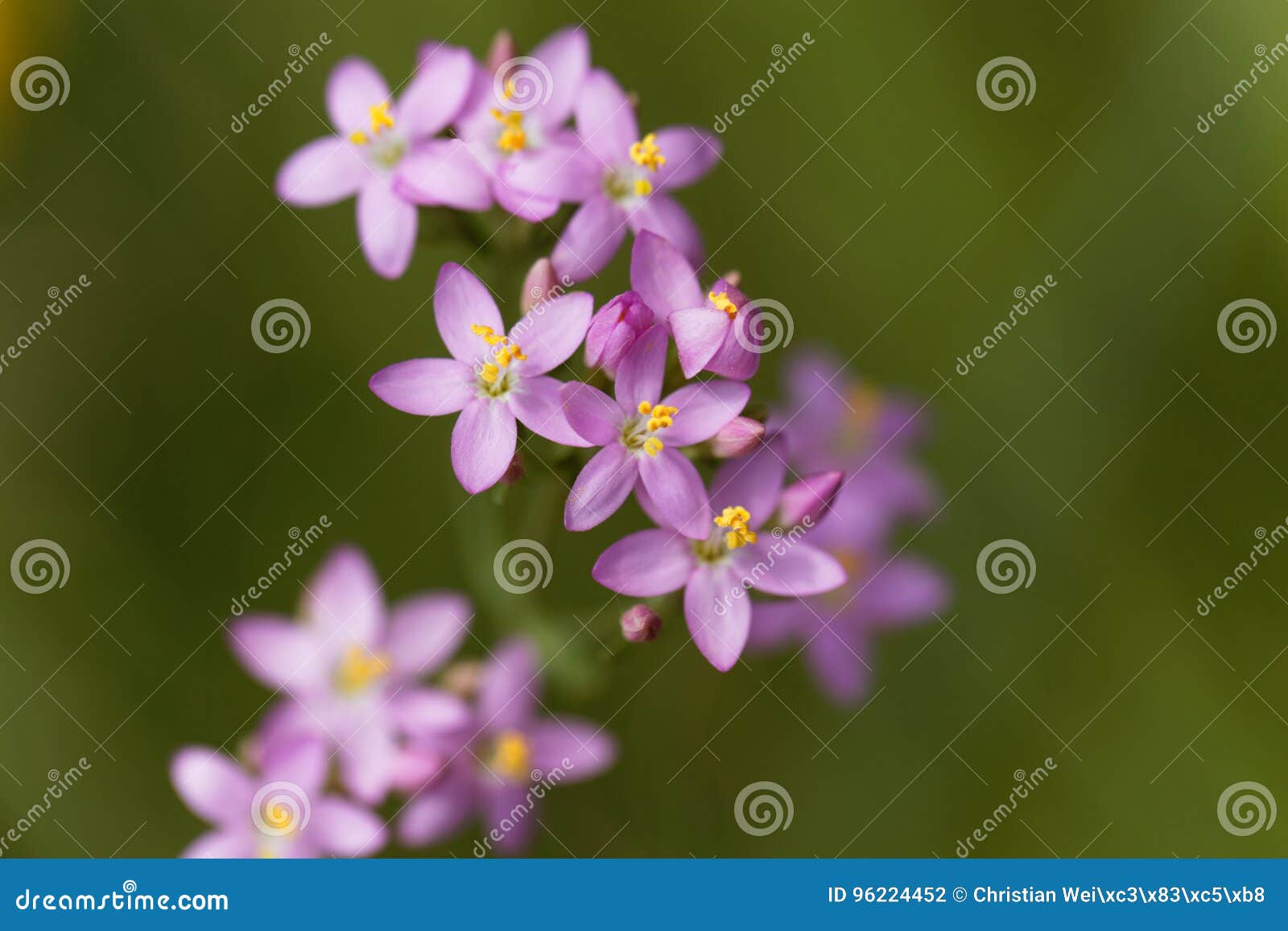 Centaury Comum, Erythraea Do Centaurium Foto de Stock - Imagem de ...