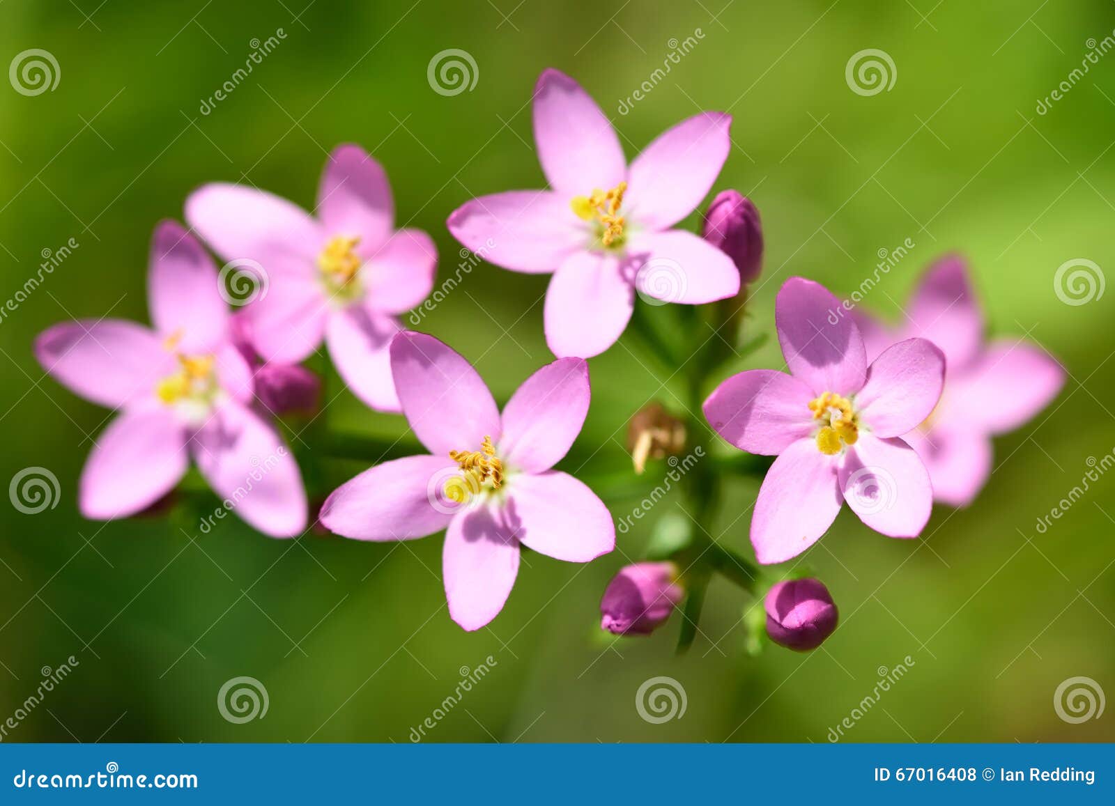 Centaury Comum (erythraea Do Centaurium) Na Flor Foto de Stock - Imagem ...