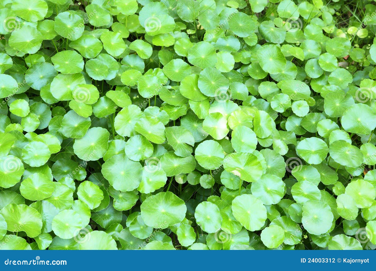 Centella asiatica stock photo. Image of asiatic, pennywort - 24003312