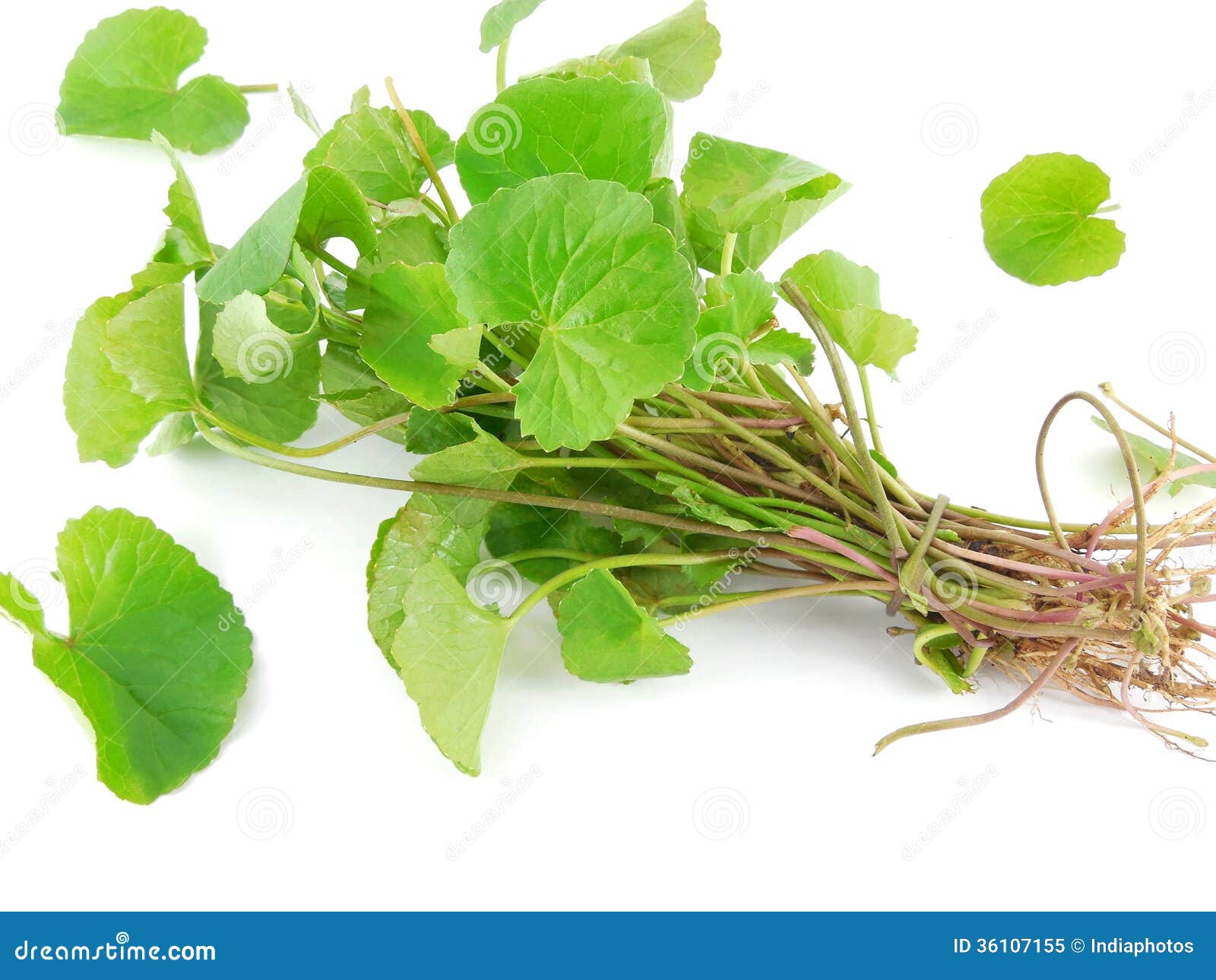Centella asiatica immagine stock. Immagine di sfondo - 36107155