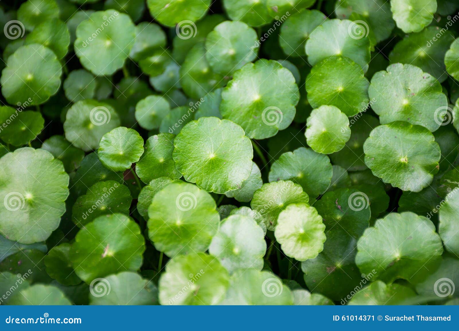 Centella asiatica stock image. Image of indian, inflammatory - 61014371