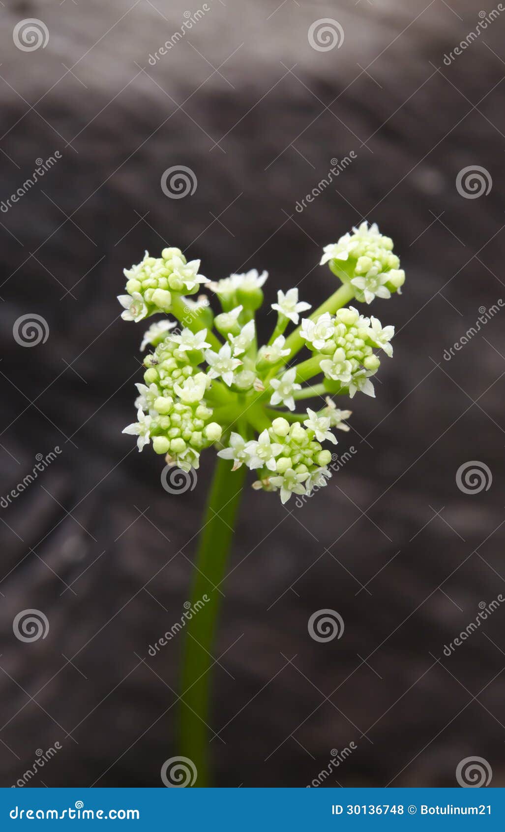 Centella asiatica stock photo. Image of homeopathic, asian - 30136748