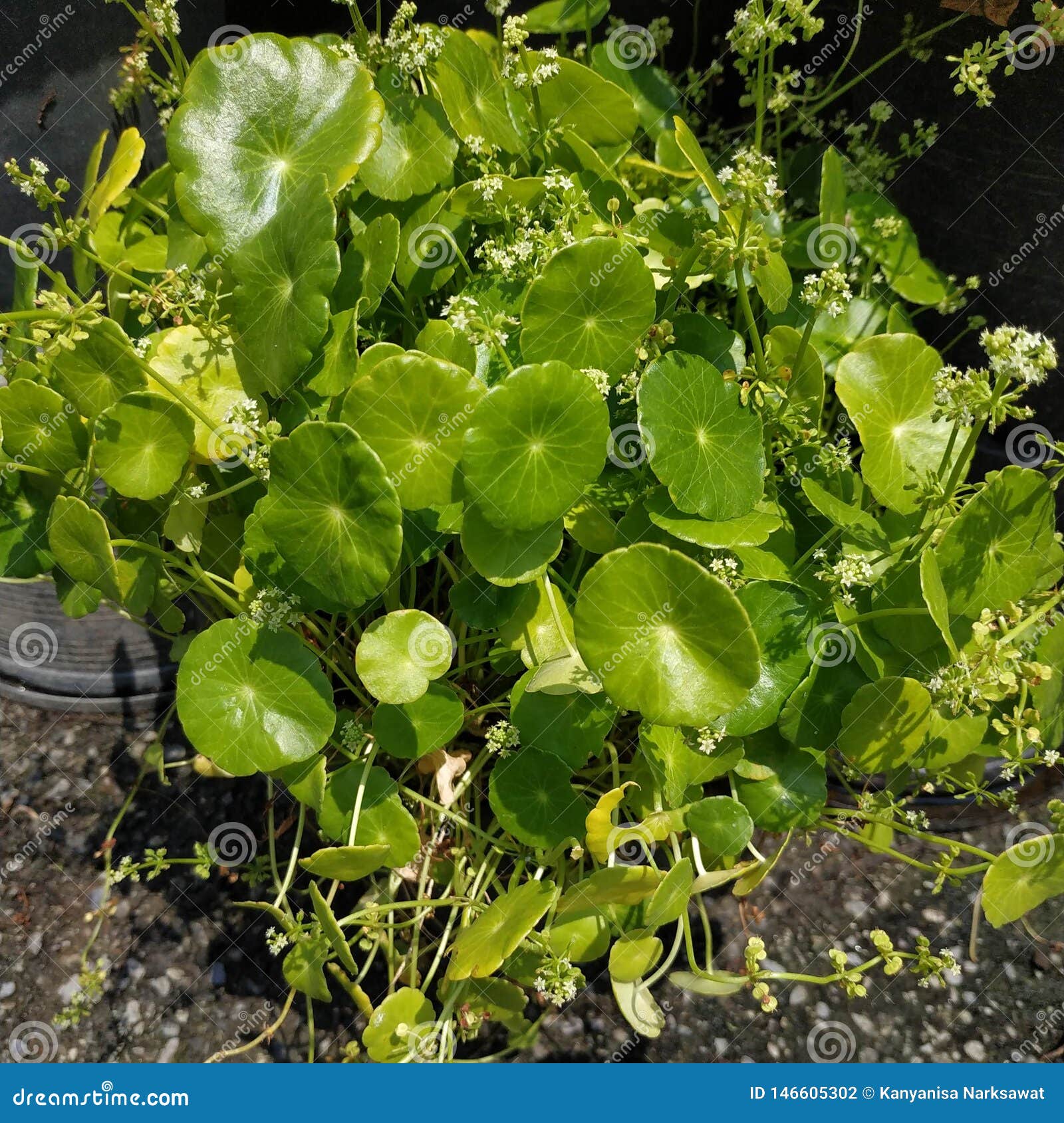Centella asiatica stock photo. Image of centella, asiatica - 146605302