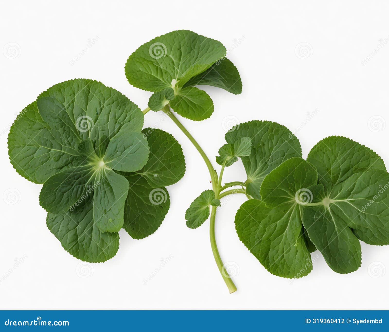 Centella Asiatica Plants On Driftwood Black White Vector Illustration ...